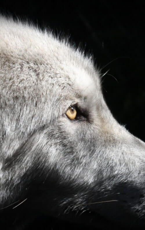 Media - Dragon Horse Ad Agency - Business Consulting, Marketing ...